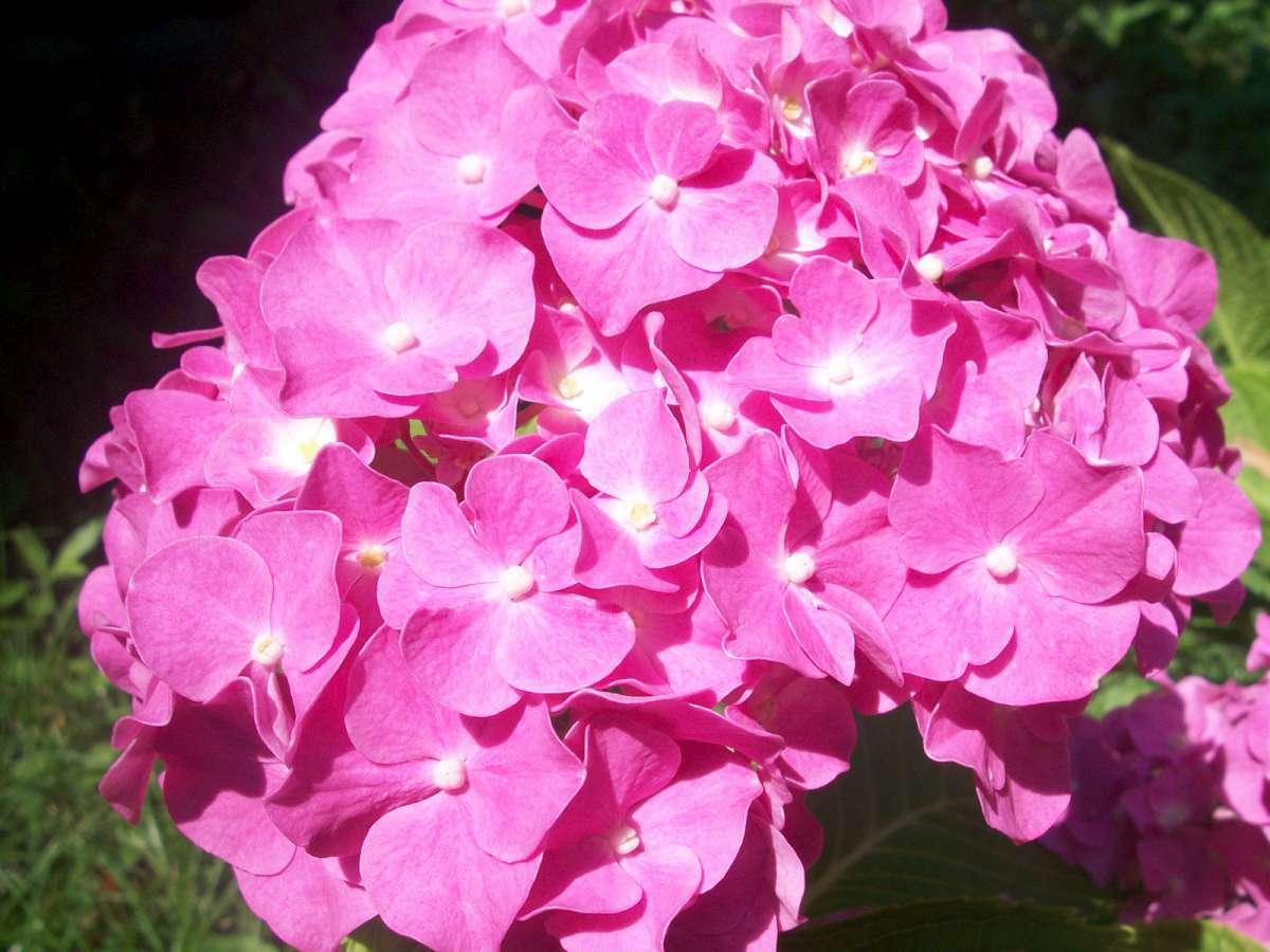 Tarım Siteniz: Ortanca (Hydrangea)