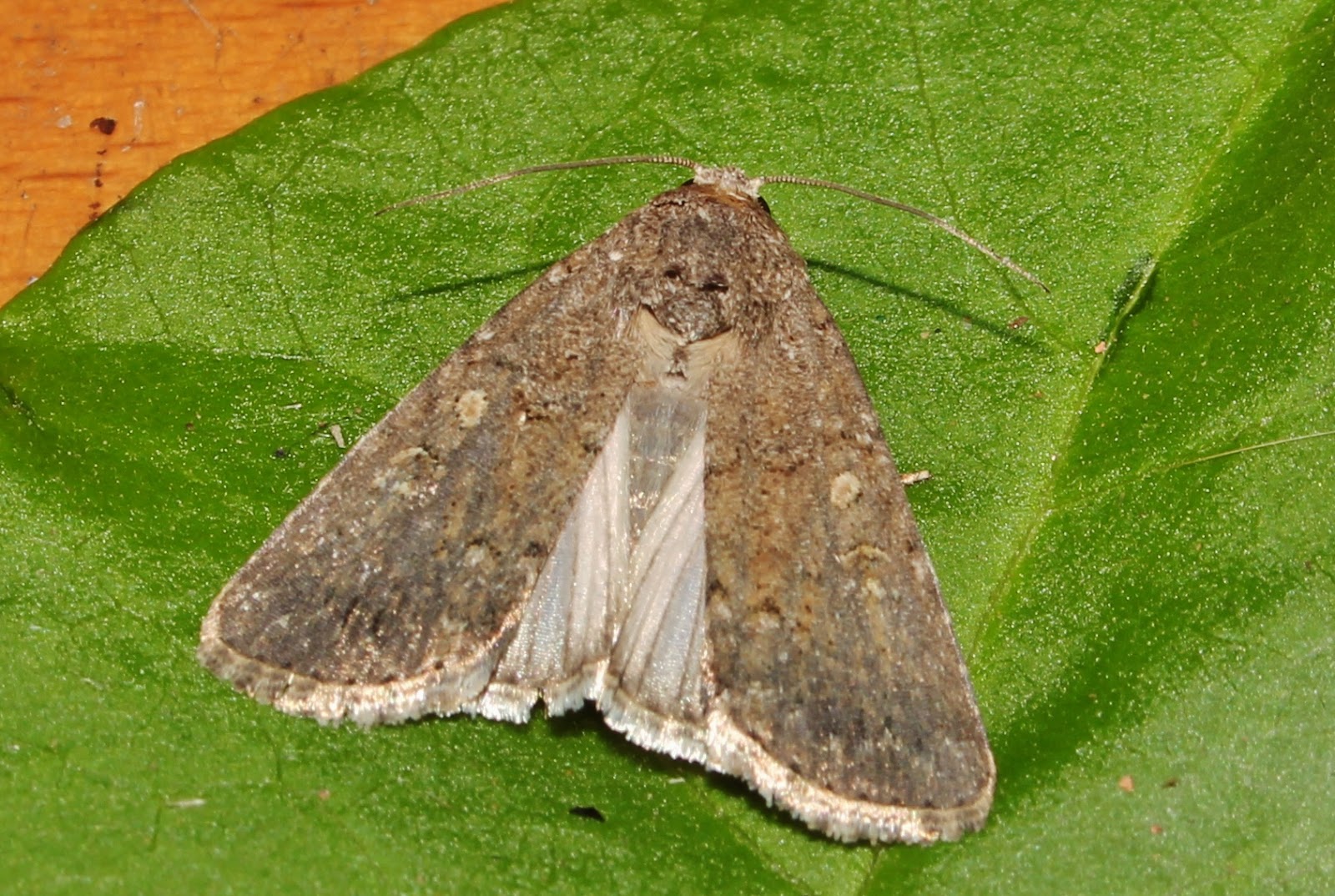 Biodiversity of Cyprus by NGO Protection of the Natural Heritage and ...