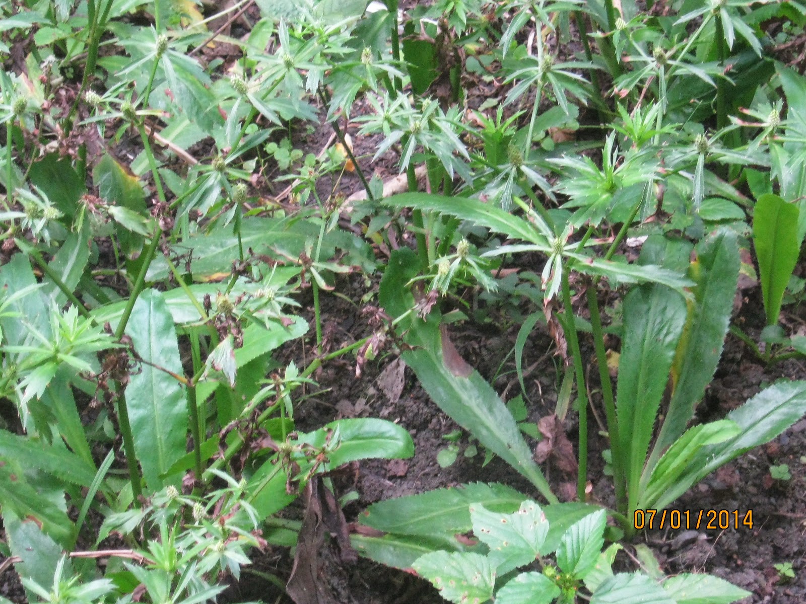 AGRO INDUSTRIA - IMANART: AJÍ, SABILA, ROMERO, CILANTRO CIMARRÓN Y ...