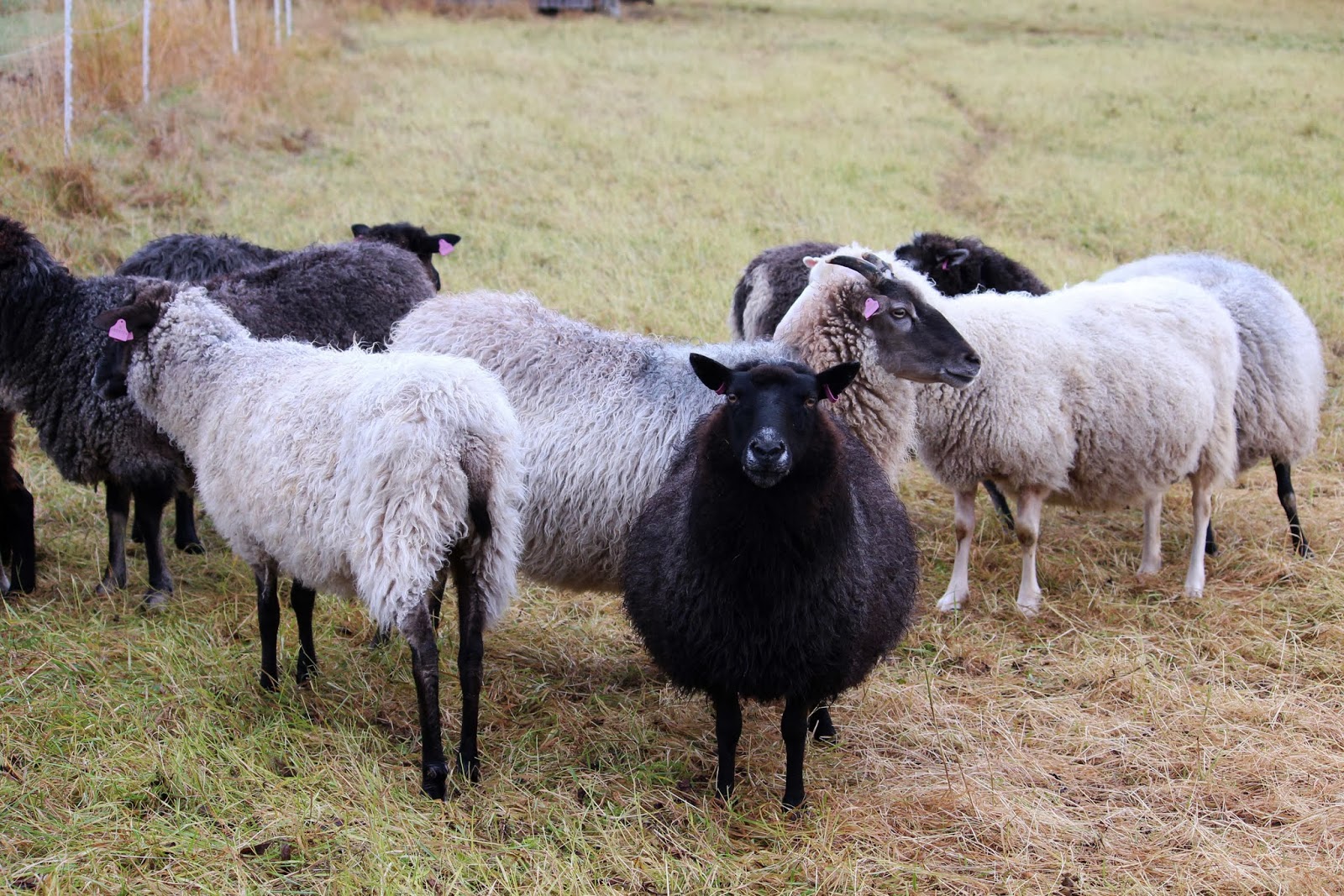 Hillevis Trådar: Åland sheep and Finnsheep