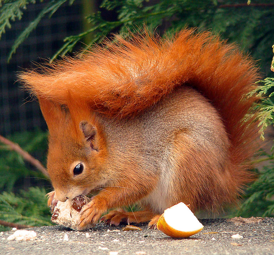 Red Squirrels and Nature: Youtube