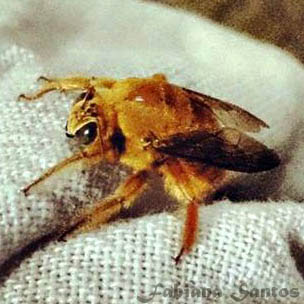 Insetologia - Identificação de insetos: Mamangava de Toco Macho em São ...