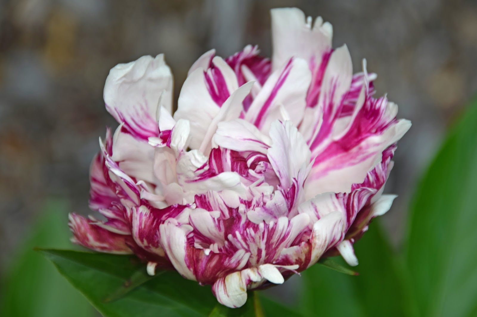 Southern Peony: 2016 Peony Blooms Very Late - Week 7
