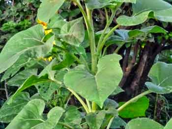 Common Sun Flower-H. annuus-Soorya Kantha | SL Flora