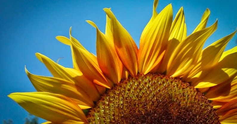 One Photograph a Day: Sunflower