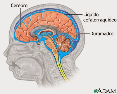 Cosmo Neuronal: Líquido Cefalorraquídeo