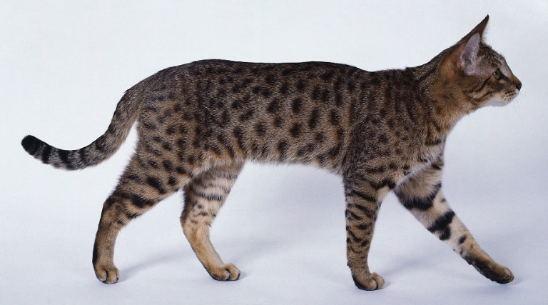 California Spangled Cat | Fun Animals Wiki, Videos, Pictures, Stories