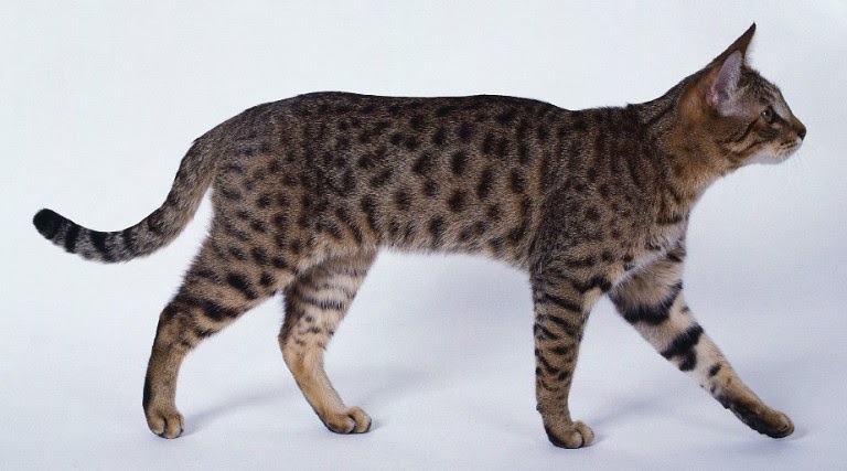 leopard: California Spangled Cat