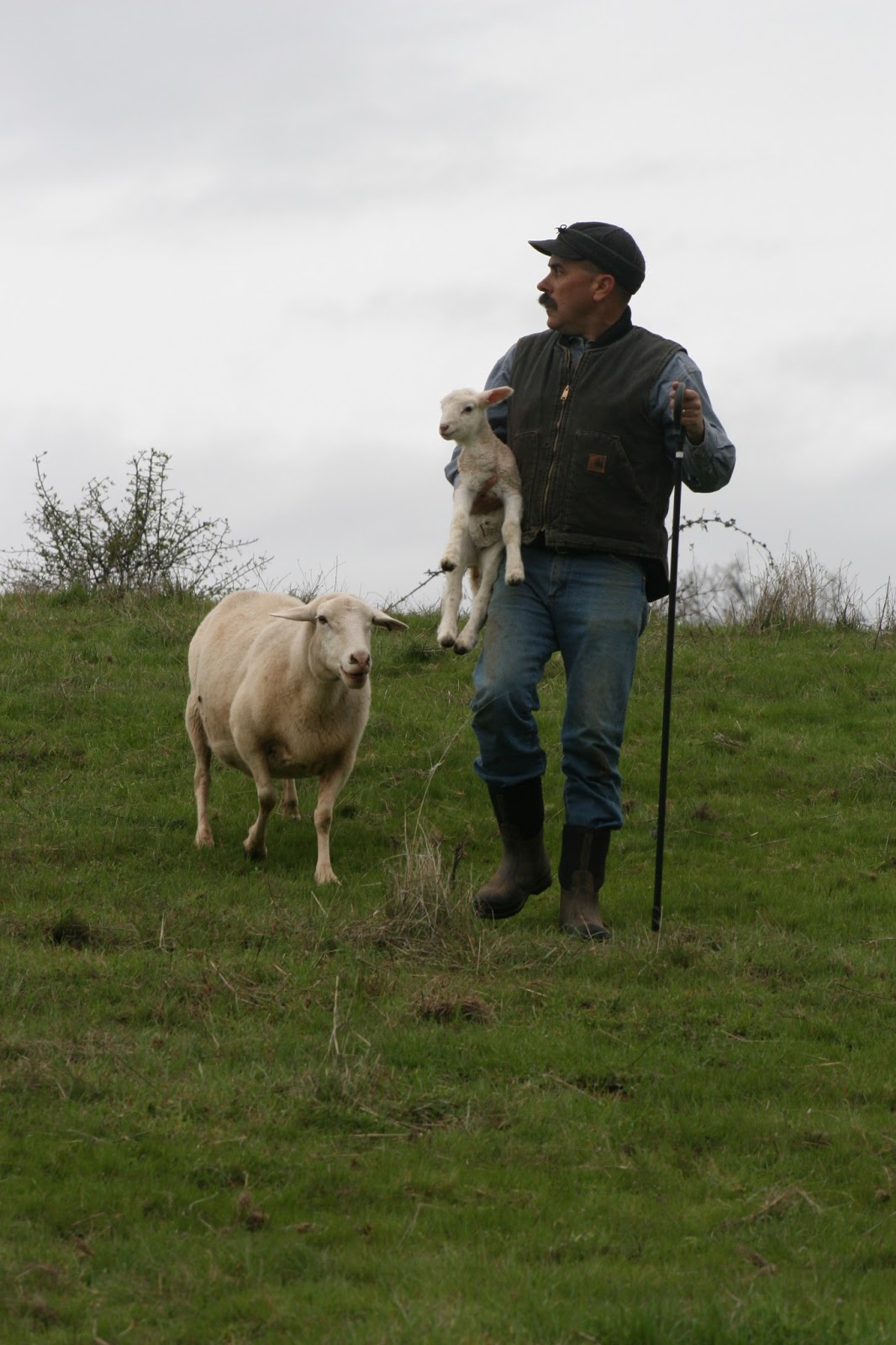 Foothill Agrarian: Lambing on Pasture