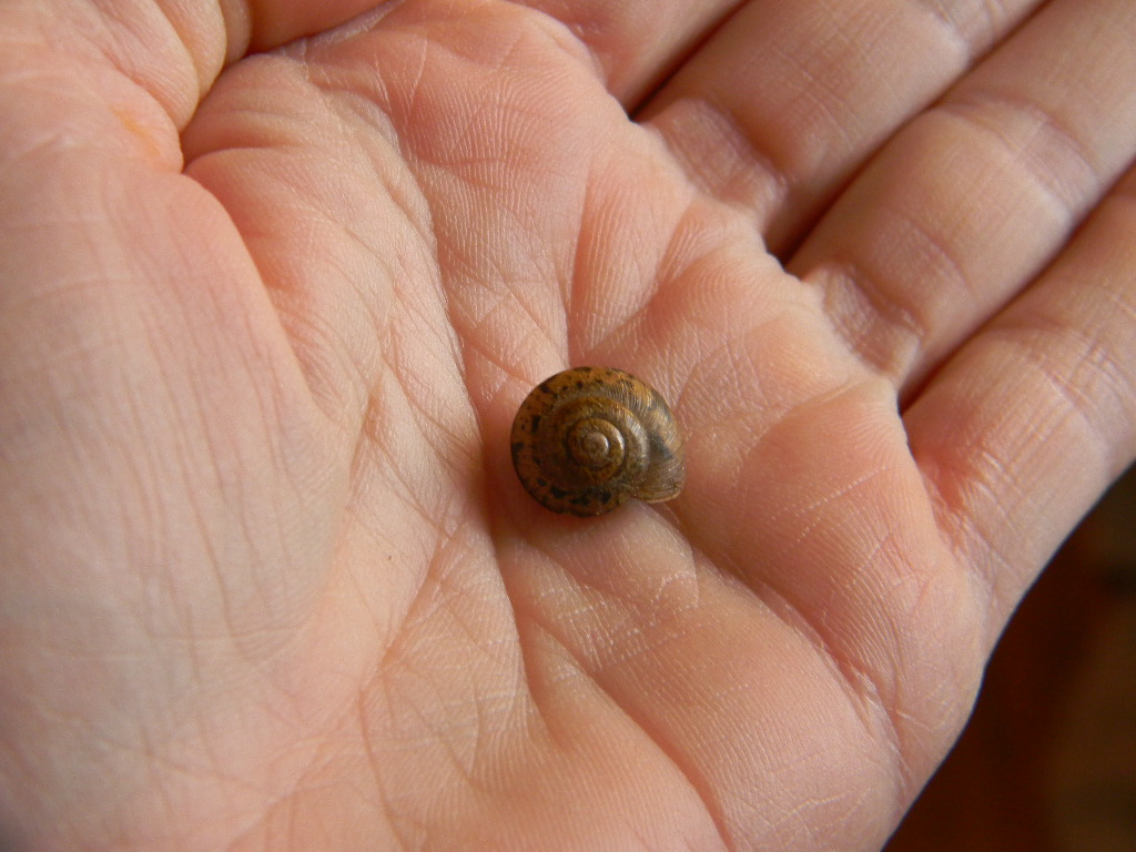 Notforgotten Farm : ~ We were Snailing Along