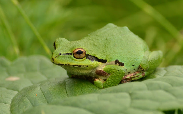 Woods Walks and Wildlife: Pacific Tree Frogs