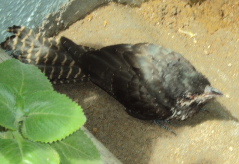Bird Watch - Juvenile Koel | My Travelogue - Indian Travel Blogger ...