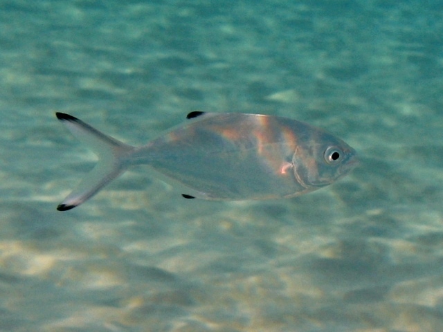 ANIMAIS DA RIA FORMOSA: Peixes 2