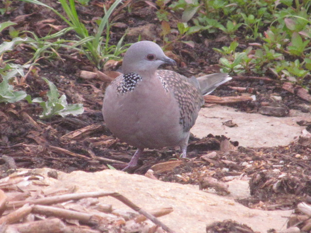 Morning sunbird: MYNAHS ON THE PROWL