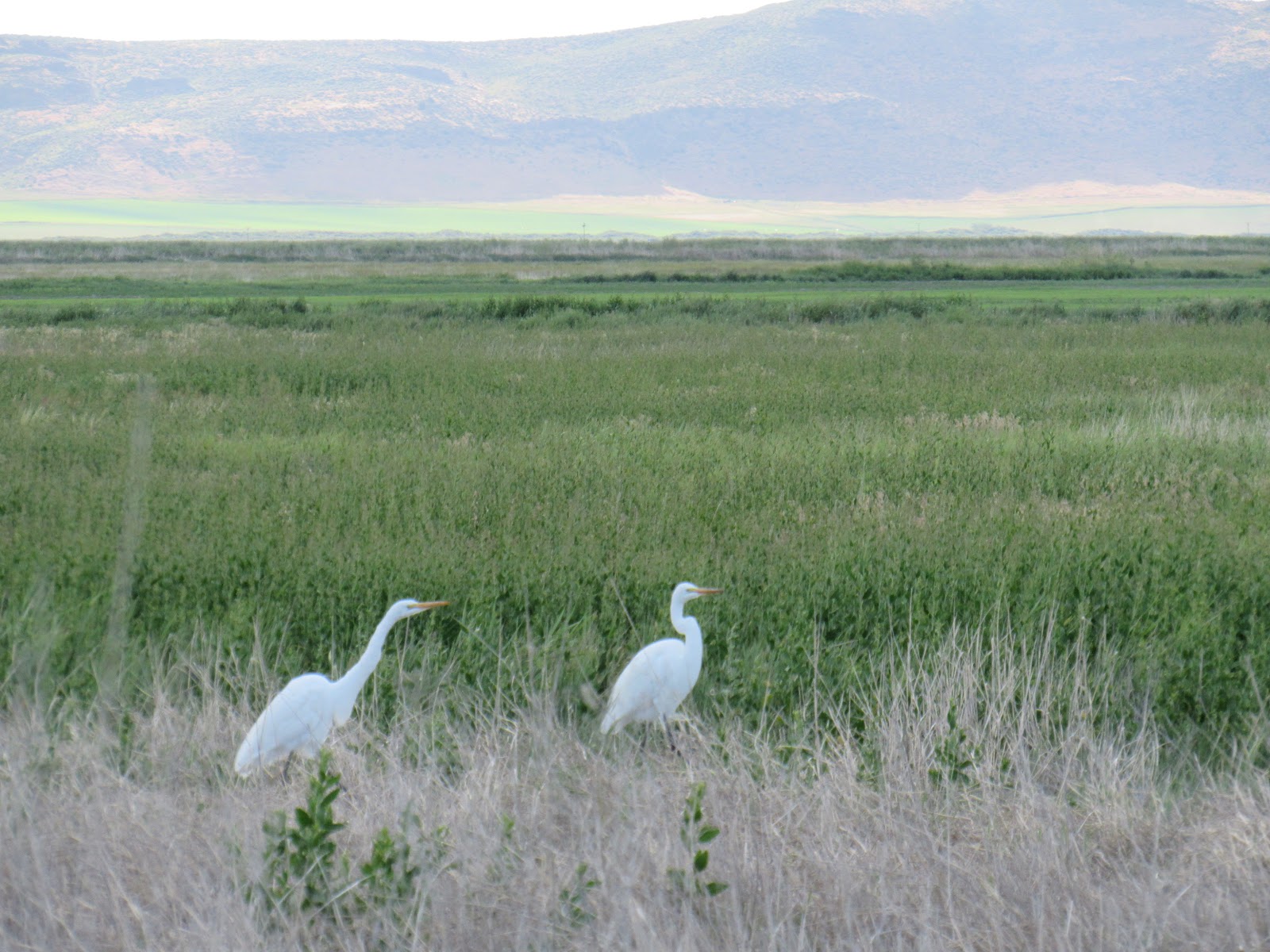Wings and Daydreams: Lower Klamath National Wildlife Refuge - Part 1