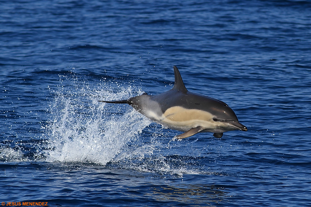 © DEMENCIA ORNITOLOGICA 43º23´N 3º13´W: DELFIN COMUN, Delphinus delphis.