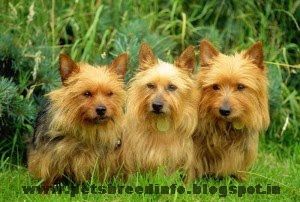 Australian Yorkshire Terrier Dog HD Wallpapers Free Download | All ...