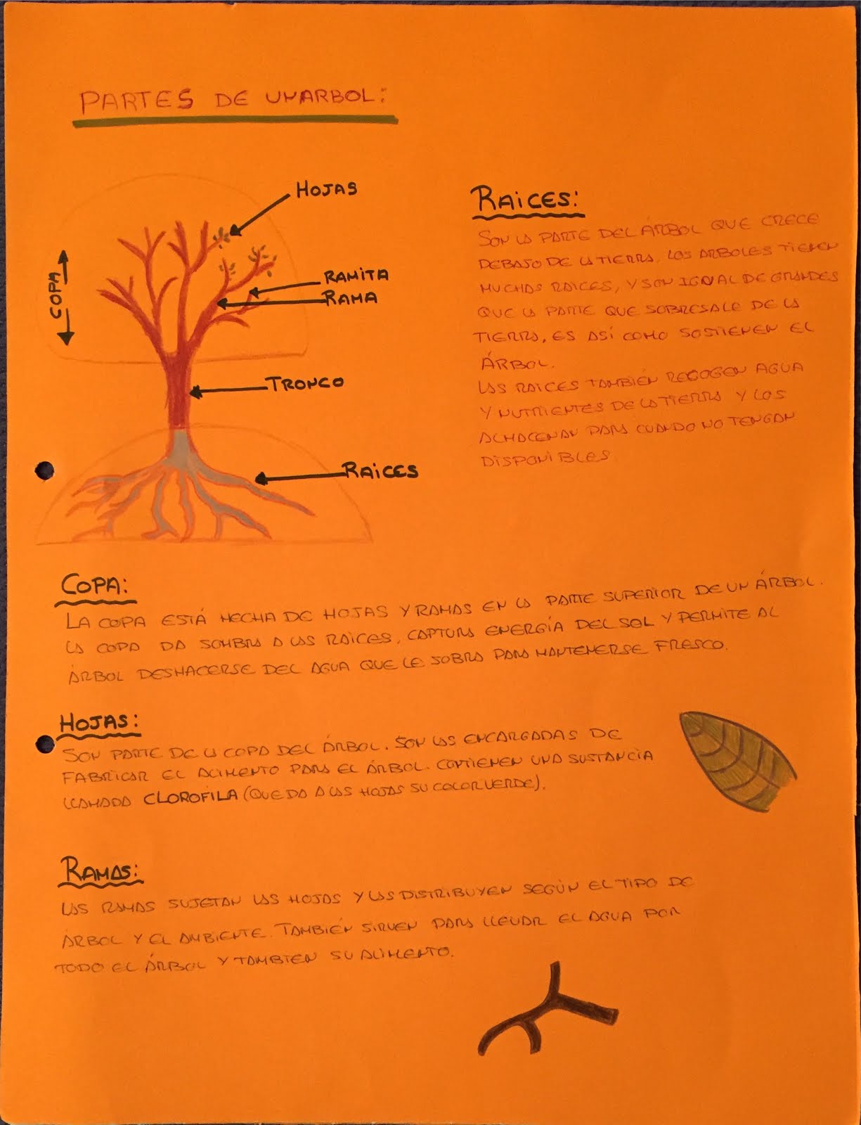 ELMER Y COMPAÑÍA: Los árboles. Sus partes (III)