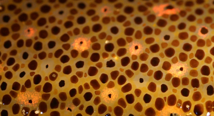 Science on Main: Color-changing octopuses: How do they do it??