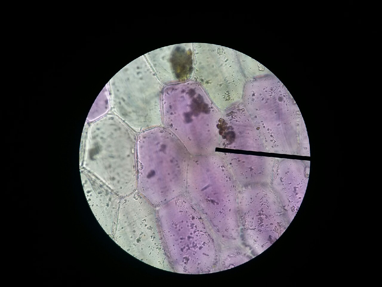 Biology: Penebalan Dinding Sel dan Plasmolisis