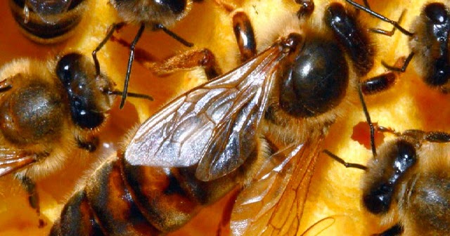 Bagaimana Cara Membuat Ratu Lebah? - My Budidaya - Trik dan Tips Budidaya