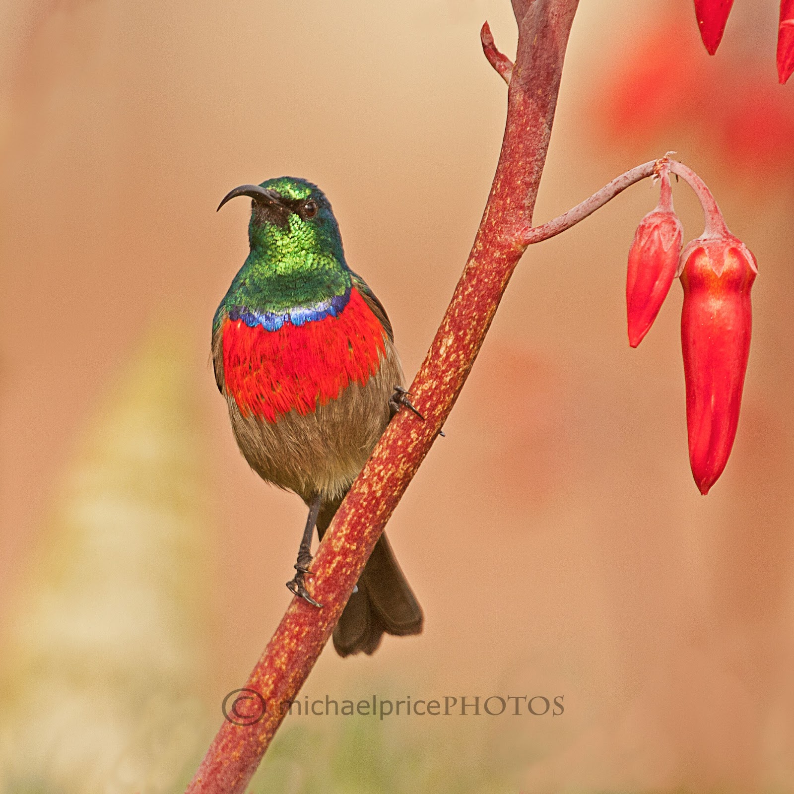 Five Star Lodge in the Addo Elephant National Park: Birds seen in and ...