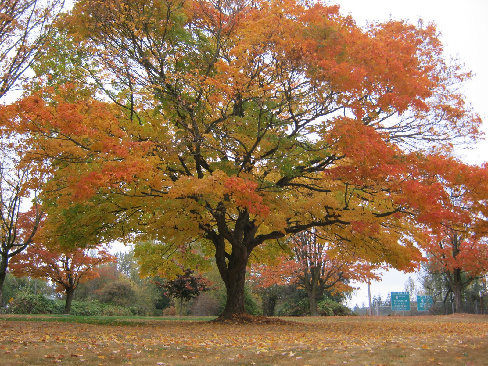 Sunnyland 4th Grade!: Making Good Observations - The Tree Project