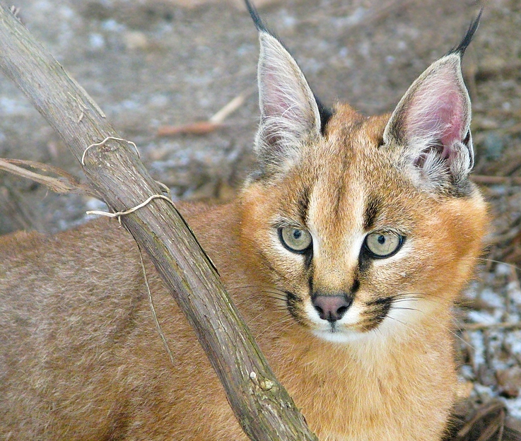 CARACAL CAT photos - wallpapers (ανανεωμένο) | the fun bank