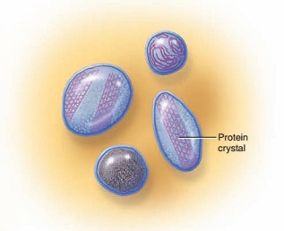 Organel Sel - Saintis Kesehatan