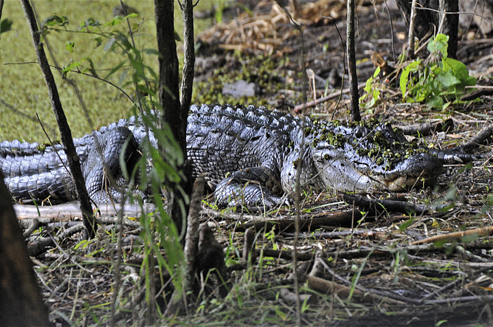 Louisiana Swamp Tours: Louisiana Swamp Tour With Alligators