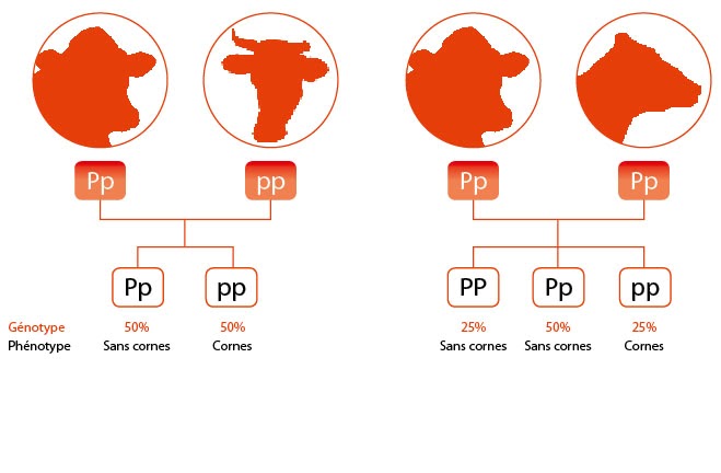 TROPHEE DES LYCEES 2012: Le gène sans cornes