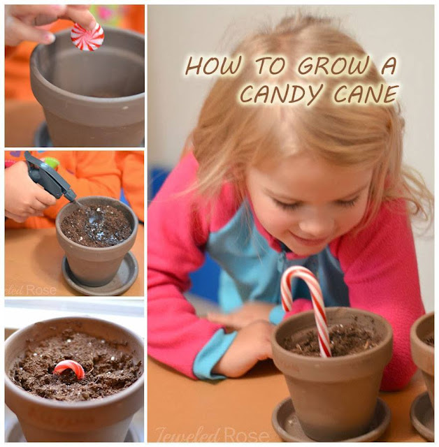 Grow a Candy Cane