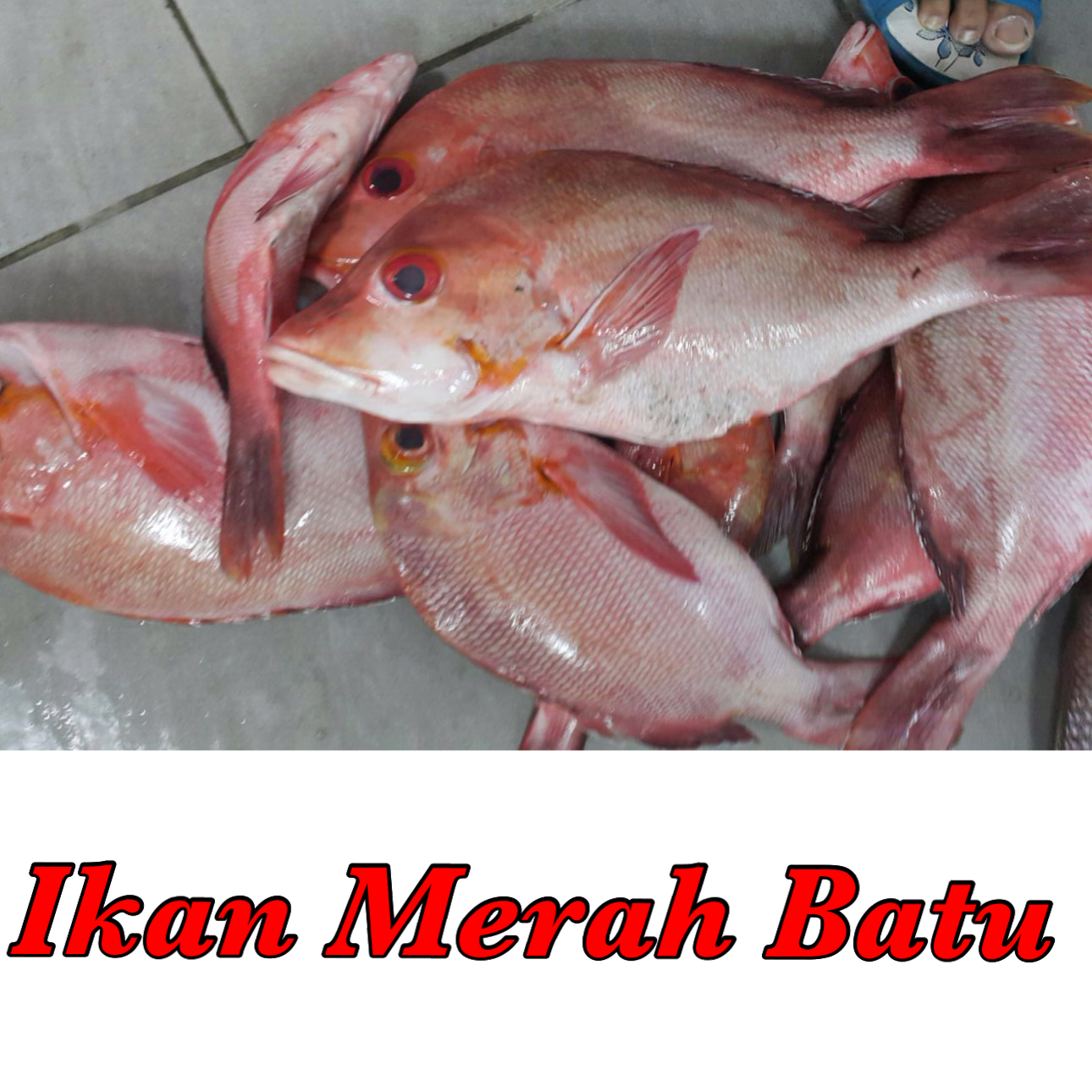 Pembekal Seafood Fresh ( Ikan, Udang, Ketam ) dari Sandakan, Sabah