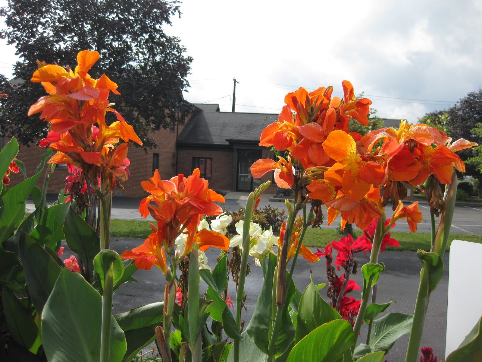 captivating cannawww: Cannas from 2013