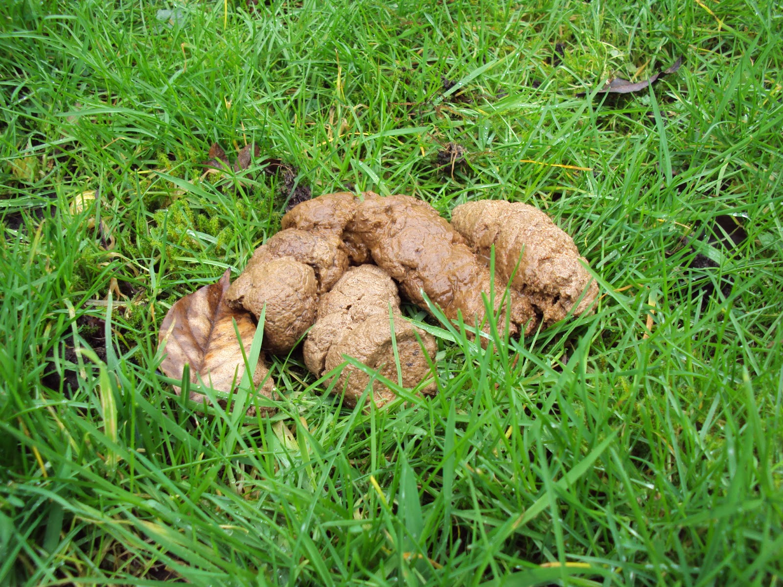 evodammer: Wie Is De Drol