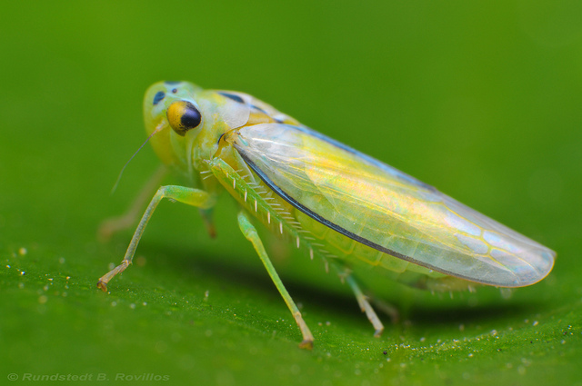 Planthopper - Insects Morphology