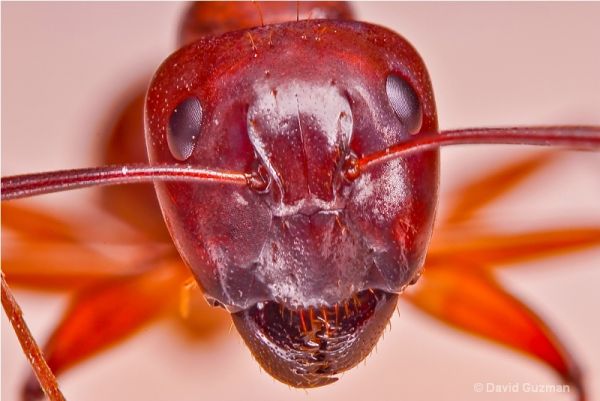 Foto Foto Semut Yang di Perbesar Ratusan Kali | Ramadhoni | Official Site