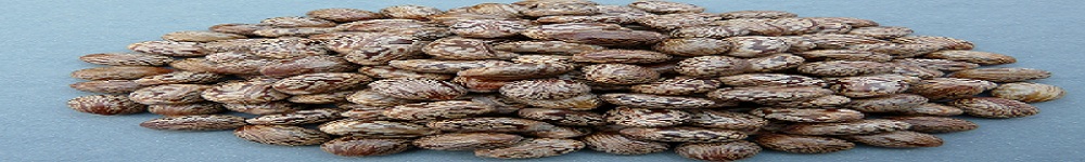 Castor Growth in India - Castor Crops