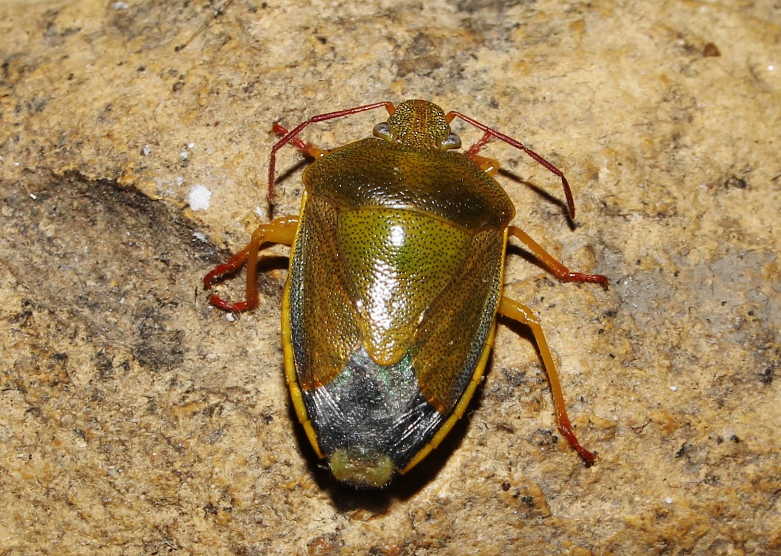 Biodiversity of Cyprus by NGO Protection of the Natural Heritage and ...