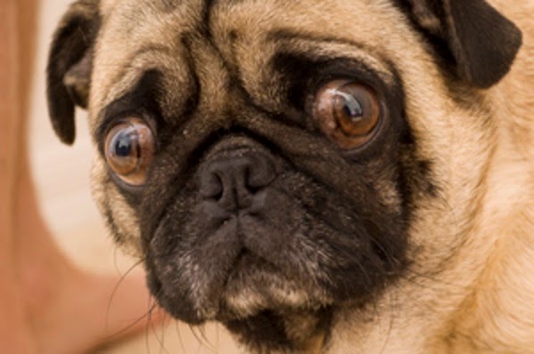 PUGaholics ♥: Seu Pug Tem Medo de Estranhos?