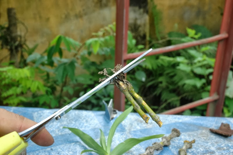 How to propagate dendrobium ~ Orchid care tips