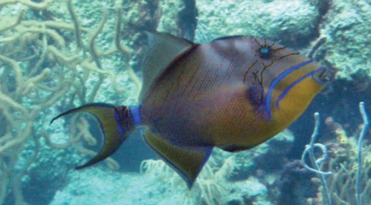 .: EN COSTAS DE BARAHONA LOS HAY! Los 10 fabulosos peces que puedes ...