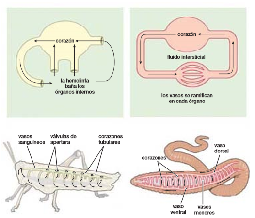 grado 7 la circulación