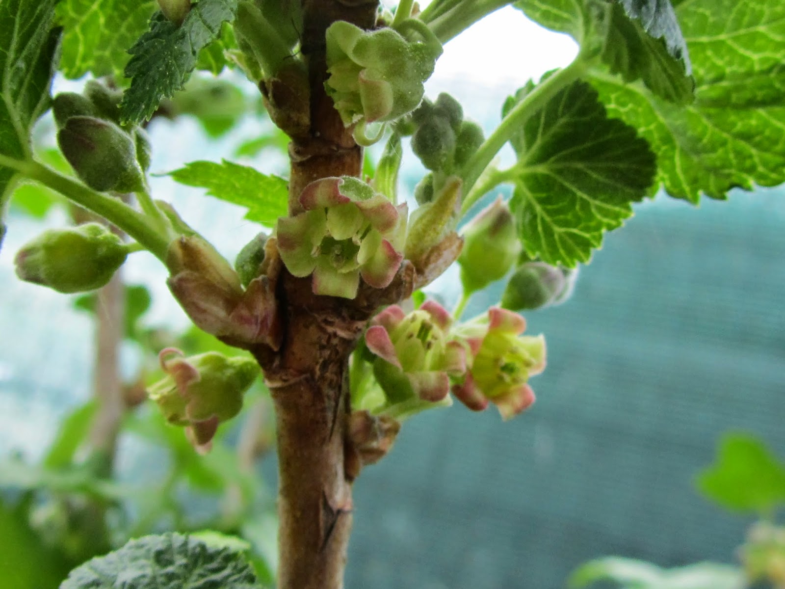 Come Coltivare il Ribes Nero (Ribes nigrum) | Il Gusto Della Natura