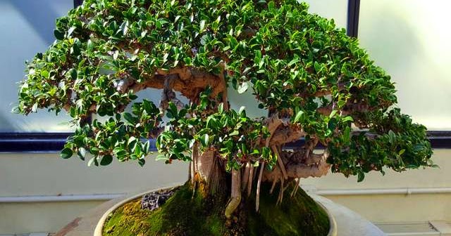 Media Tanam yang Bagus untuk Tanaman Bonsai - My Budidaya - Trik dan Tips Budidaya