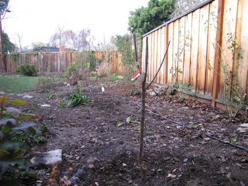 Nursery Plants: The kind of Bing Cherry Tree