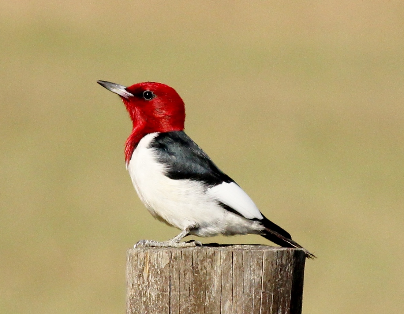 Joan and Dan's Birding Blog: Red-Headed Woodpecker