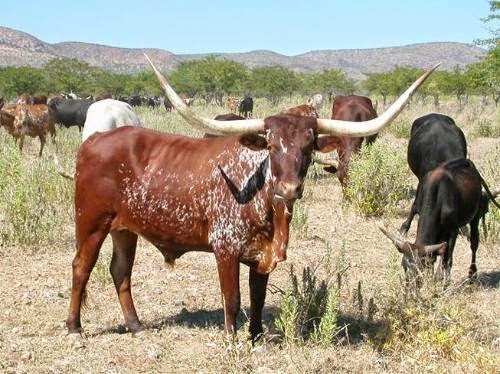 Namibian Wambo Culture: Farming