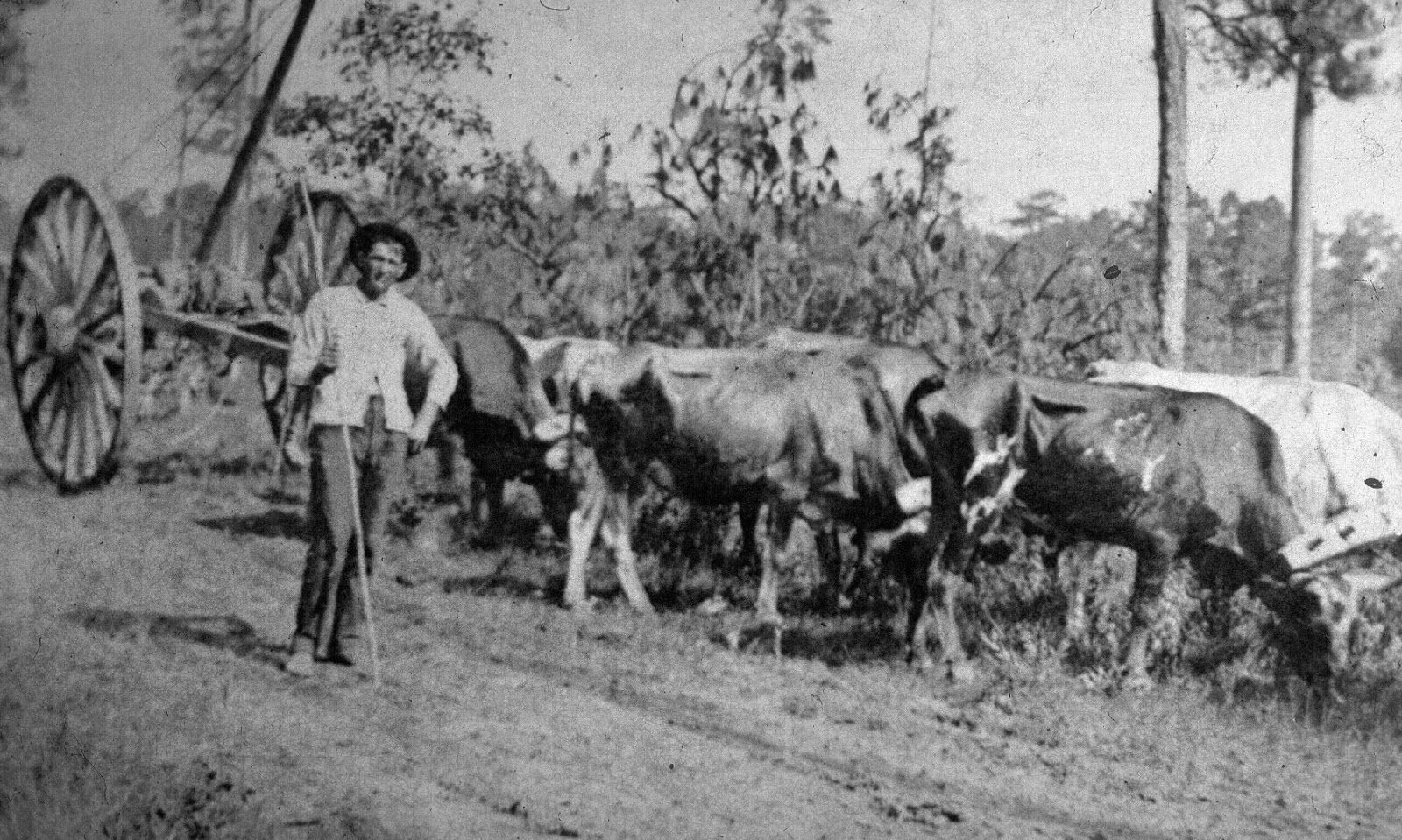 Tammany Family: Ox Teams Pulling Timber Wagons