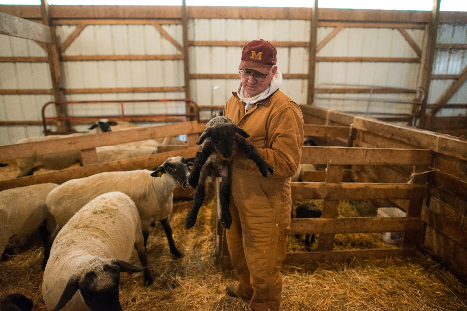 Courtney Sacco Photography: lambing season